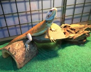Best Bedding For Bearded Dragons Reviews 2019 - My Life Pets