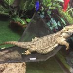 Best Bearded Dragon Enclosure: Reviews & Guide 2019 - My Life Pets