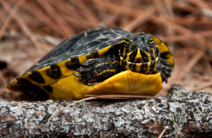 Best Turtle Substrate Reviews 2022: Best to Choice