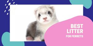 The Best Ferret Litters: Complete Guide & Review 2022 - My Life Pets