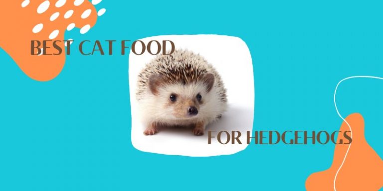 7 Best Cat Foods for Hedgehogs That Will Have Them Pawing for More!