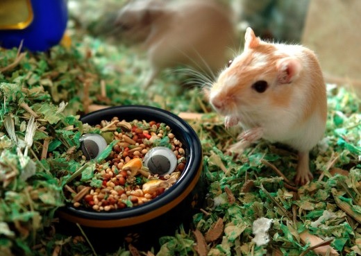The 10 Best Gerbil Food: Reviews & Guide 2019 - My Life Pets