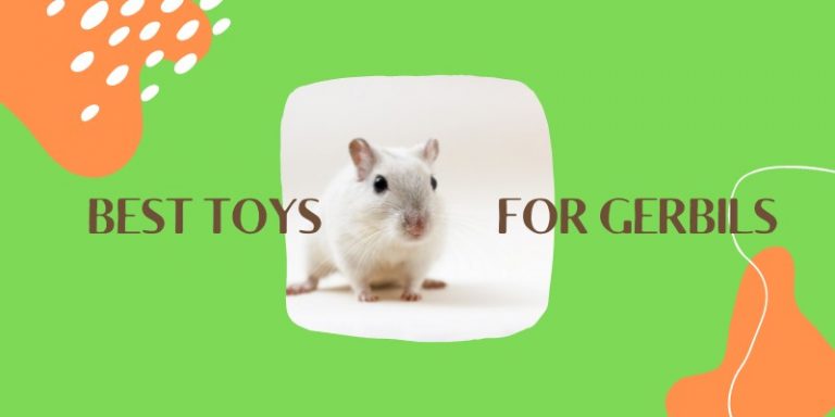 The Best Gerbil Toy Reviews 2022: Huge Fun for Your Tiny Pets - My Life ...