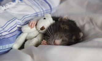 The 12 Best Bedding for Rats: Reviews 2022 - My Life Pets