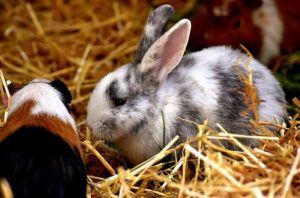 The 13 Best Bedding for Rabbits 2022: Reviews & Guide - My Life Pets