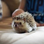 Top 15 Best Rat Toys: Reviews & Guide 2019 - My Life Pets