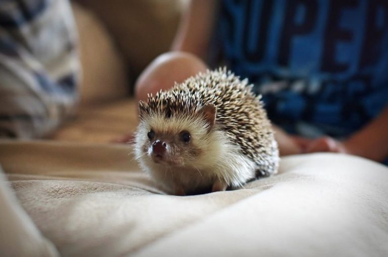 The 10 Best Heat Lamp For Hedgehog 2019 Guide Reviews