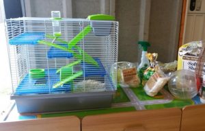 The 10 Best Hamster Accessories 2022: Reviews & Guide for Beginners