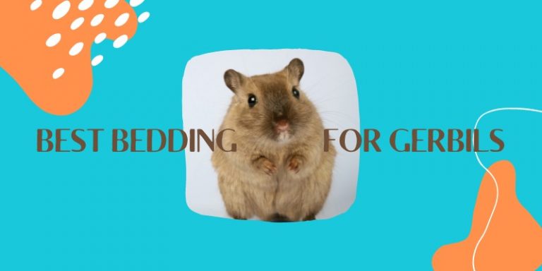 The 9 Best Bedding for Gerbils to Snuggle up to in 2022